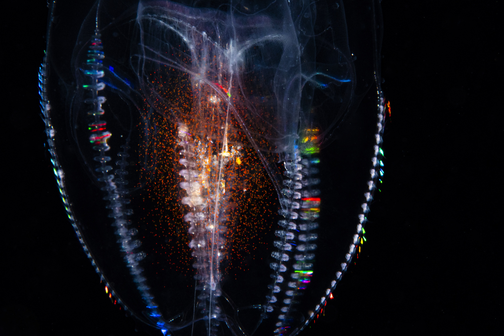 Lichter der Tiefsee Foto & Bild | unterwasser, natur-kreativ ...