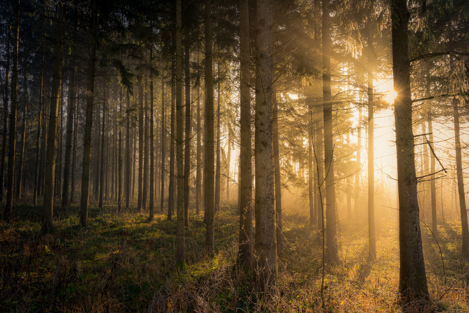 Lichter des Waldes Foto & Bild | landschaft, sonnenaufgänge ...