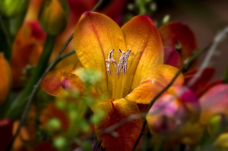 Lichter- Trichter Foto & Bild | natur, pflanzen, blüten ...