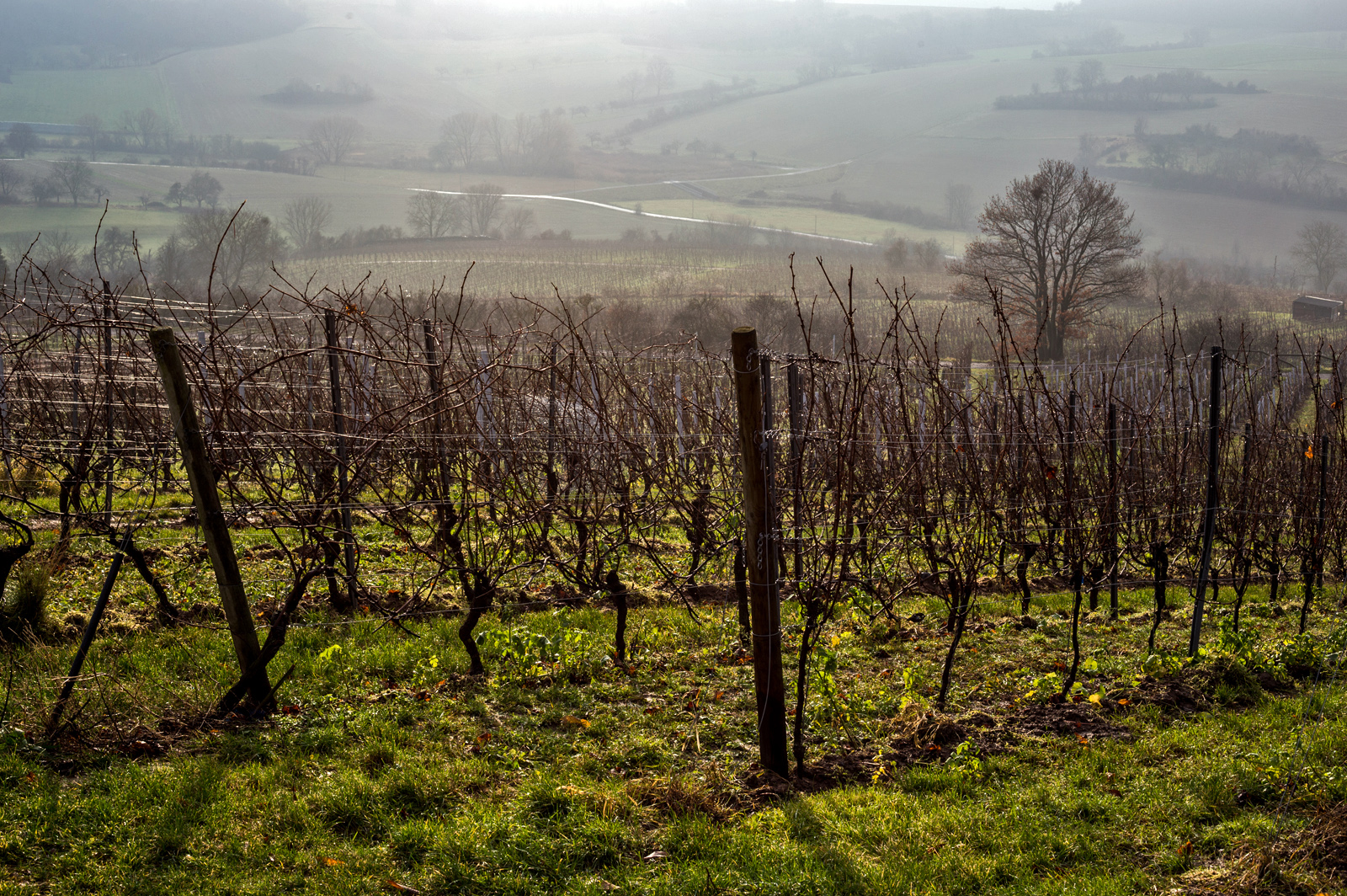 Lichtstimmung im Weinberg Foto & Bild | landschaft, jahreszeiten, herbst Bilder auf fotocommunity