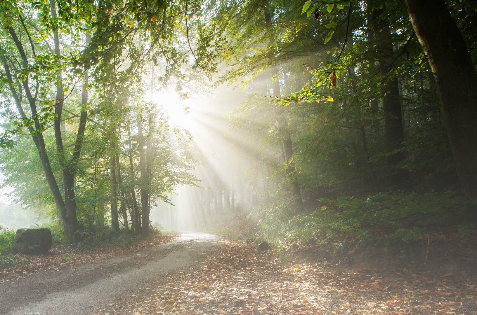 Lichtstrahlen Foto & Bild | canon, wald, natur Bilder auf fotocommunity