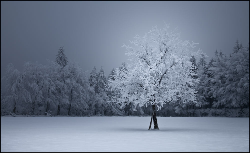 Lichtung Foto & Bild | jahreszeiten, winter, natur Bilder auf fotocommunity Lichtung Foto & Bild | jahreszeiten, winter, natur Bilder auf fotocommunity