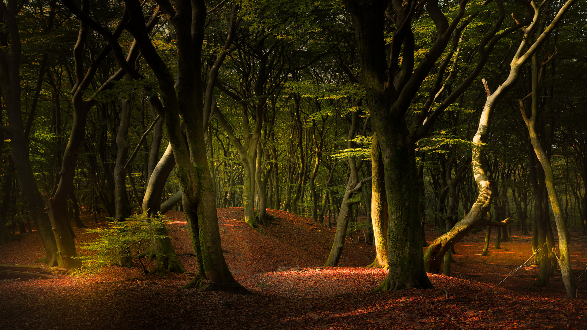 Lichtung Foto & Bild | wald, bäume, licht Bilder auf fotocommunity Lichtung Foto & Bild | wald, bäume, licht Bilder auf fotocommunity
