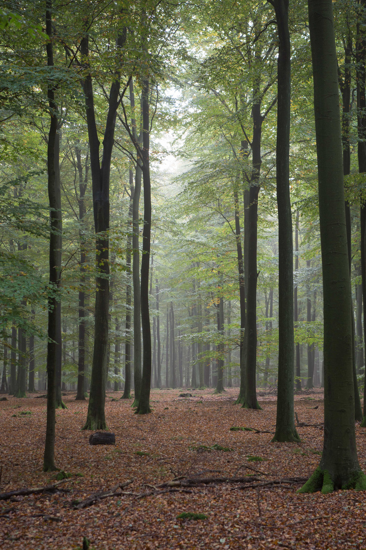 Lichtung Foto & Bild | landschaft, wald, landschaften Bilder auf ... Lichtung Foto & Bild | landschaft, wald, landschaften Bilder auf ...