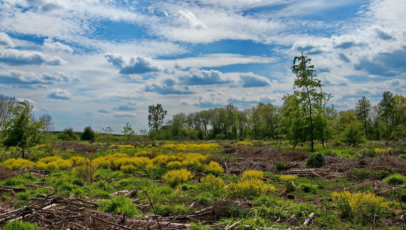 Lichtung Foto & Bild | wald, wolken, frühling Bilder auf fotocommunity Lichtung Foto & Bild | wald, wolken, frühling Bilder auf fotocommunity