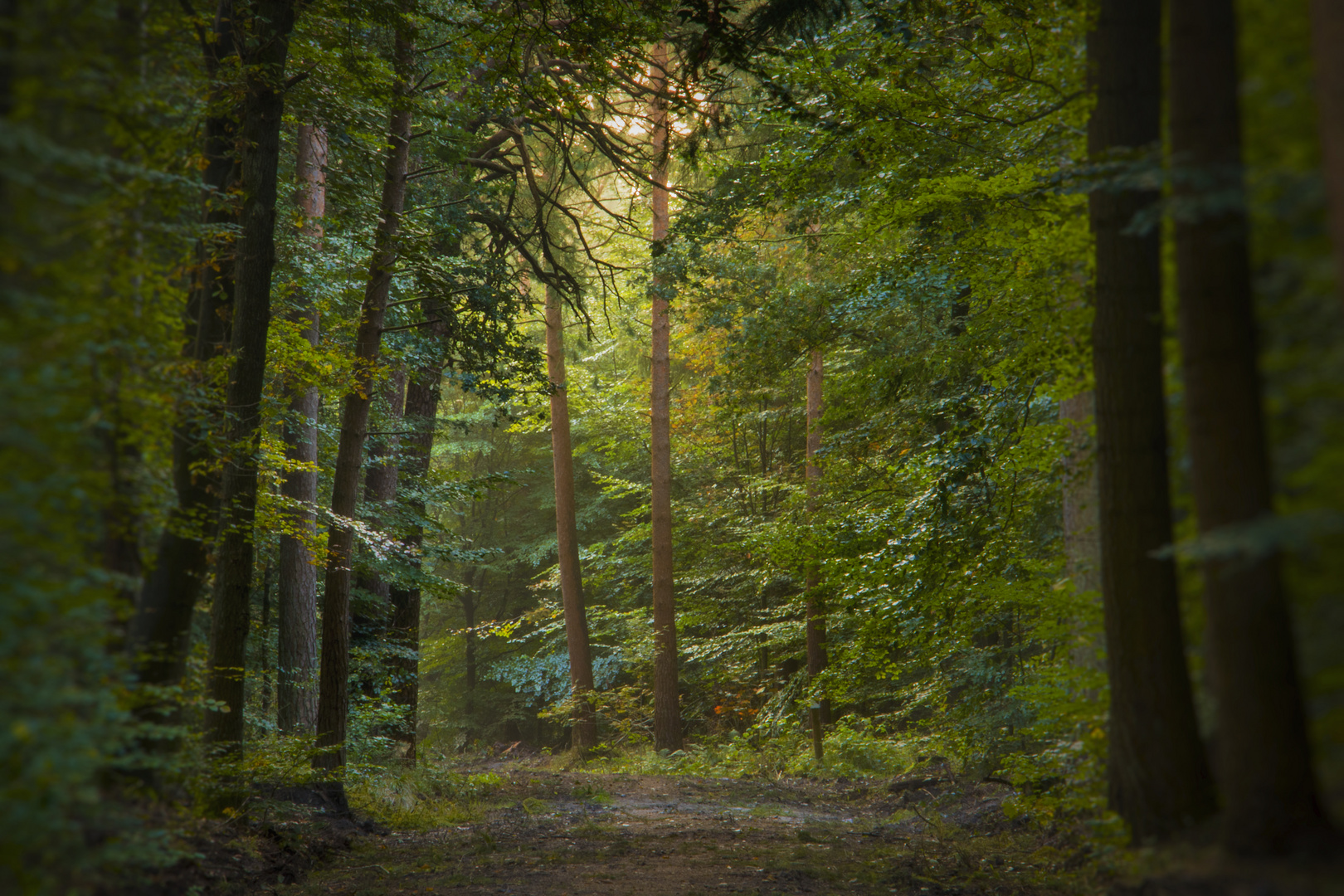 Lichtung Foto & Bild | landschaft, wald, fotos Bilder auf fotocommunity Lichtung Foto & Bild | landschaft, wald, fotos Bilder auf fotocommunity