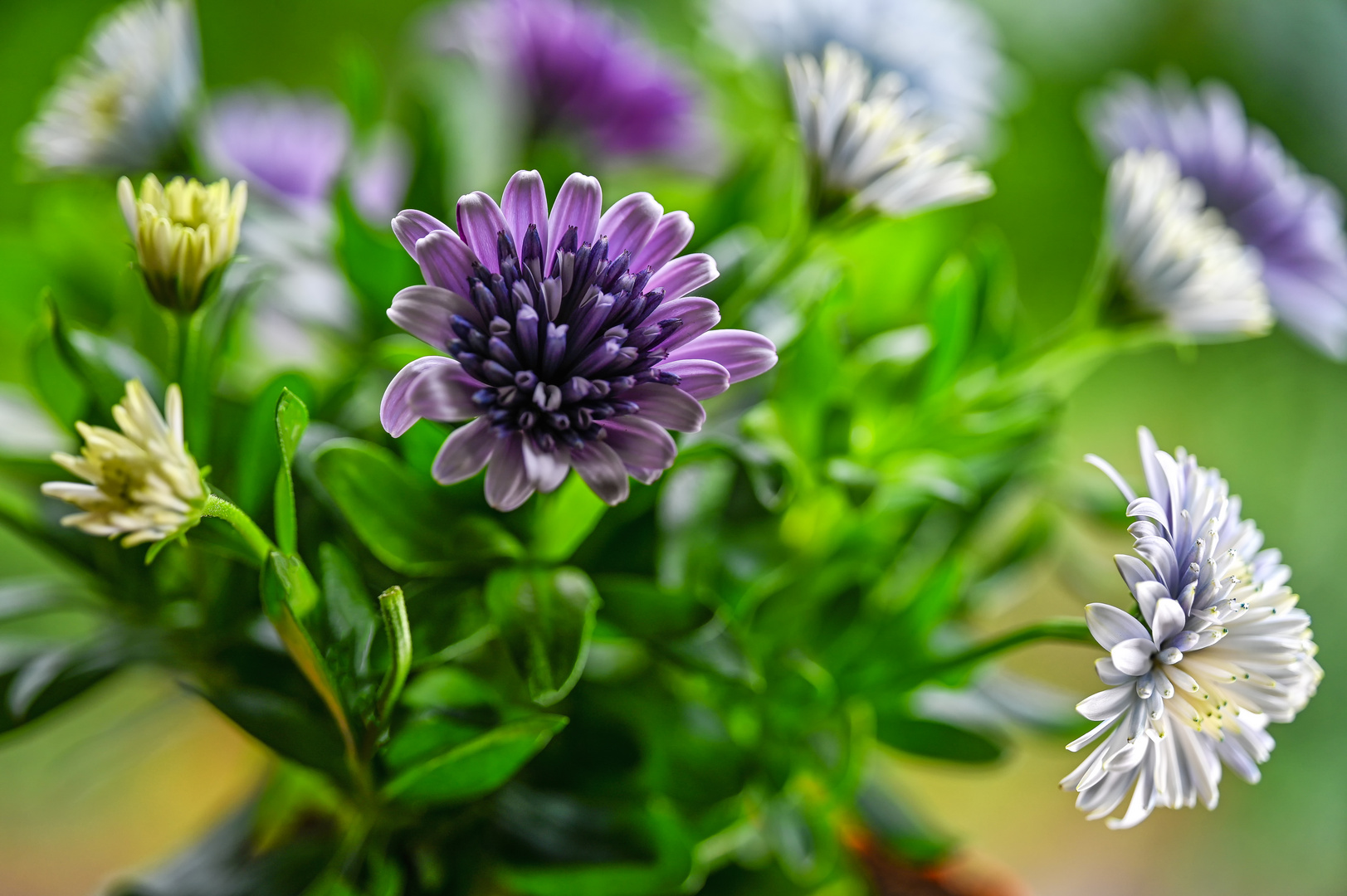 Lichtzauber ! Foto & Bild | spezial, makro, natur Bilder auf fotocommunity