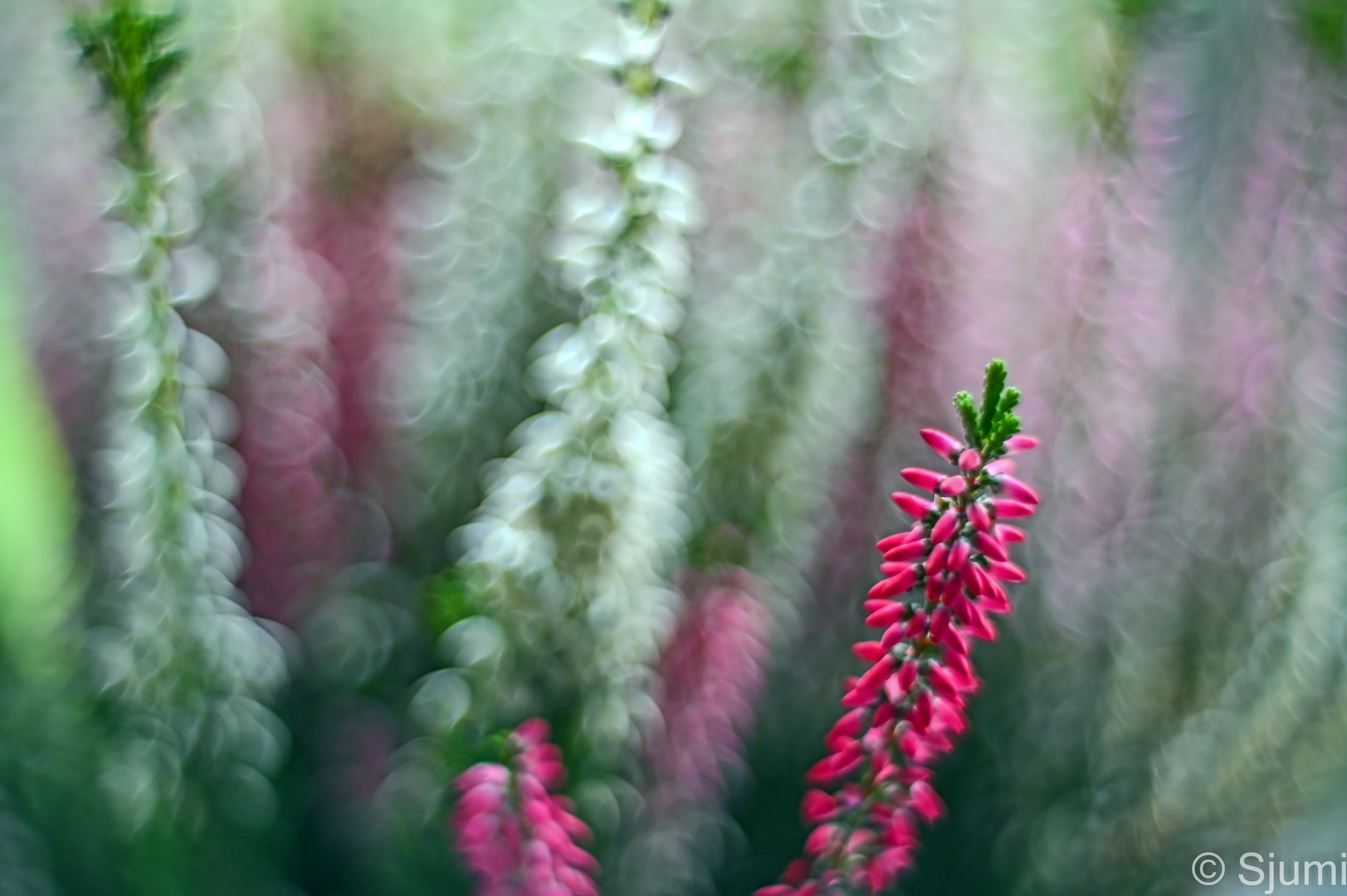 Lichtzauber Grün-Weiß-Rot Foto & Bild | pflanzen, pilze & flechten ...