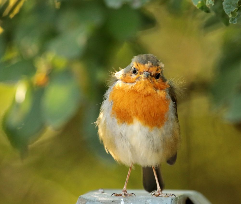 *lieb guck* Foto & Bild | tiere, wildlife, wild lebende vögel Bilder ...