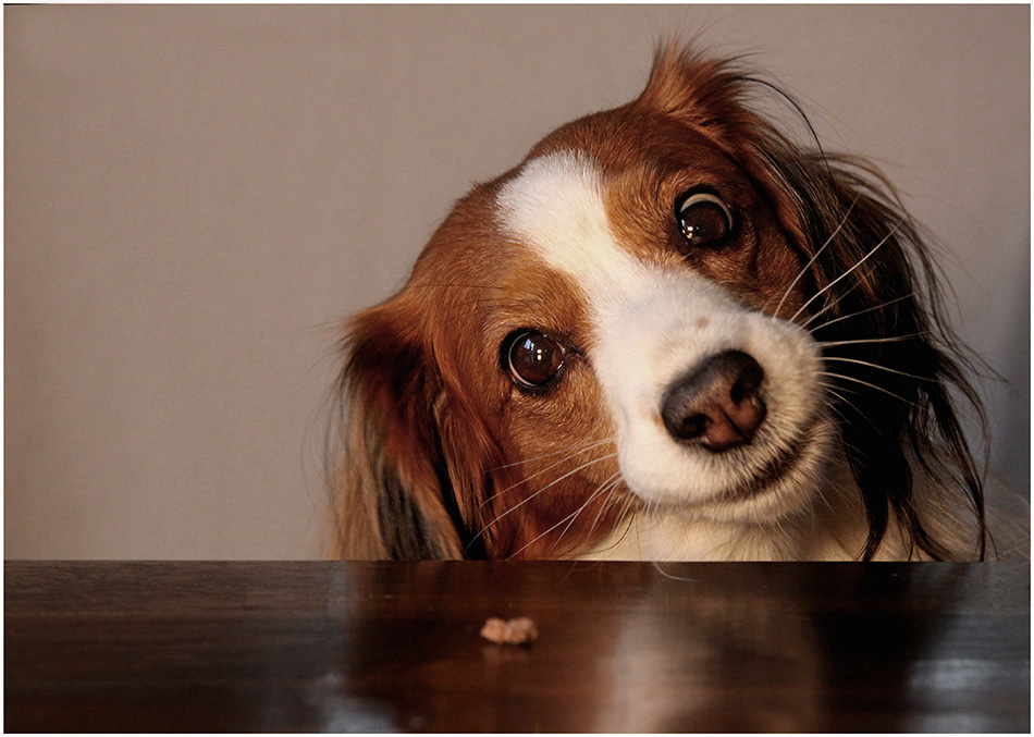 lieb guck Foto & Bild | tiere, haustiere, hunde Bilder auf fotocommunity