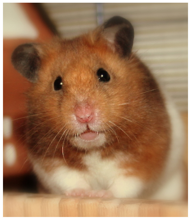 lieb gucken kann ich gut... Foto & Bild | tiere, haustiere, nagetiere ...