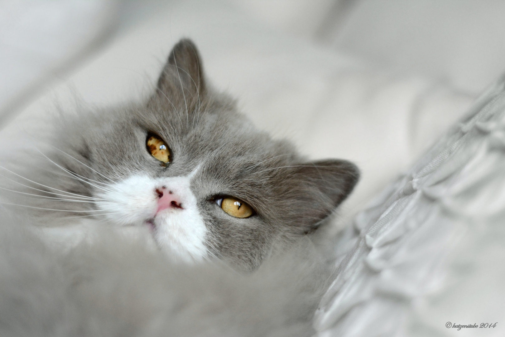 °LIEBE° Foto & Bild | tiere, haustiere, katzen Bilder auf fotocommunity