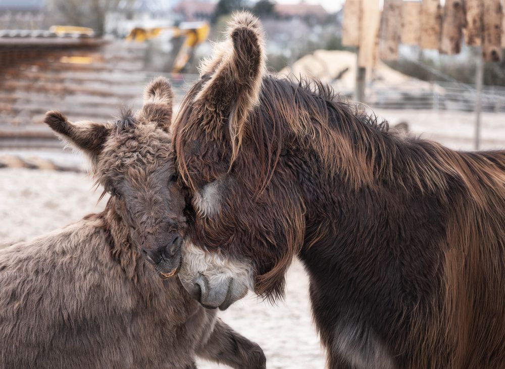 Liebe Foto & Bild | tiere, tierfreundschaften, tierkinder Bilder auf ...
