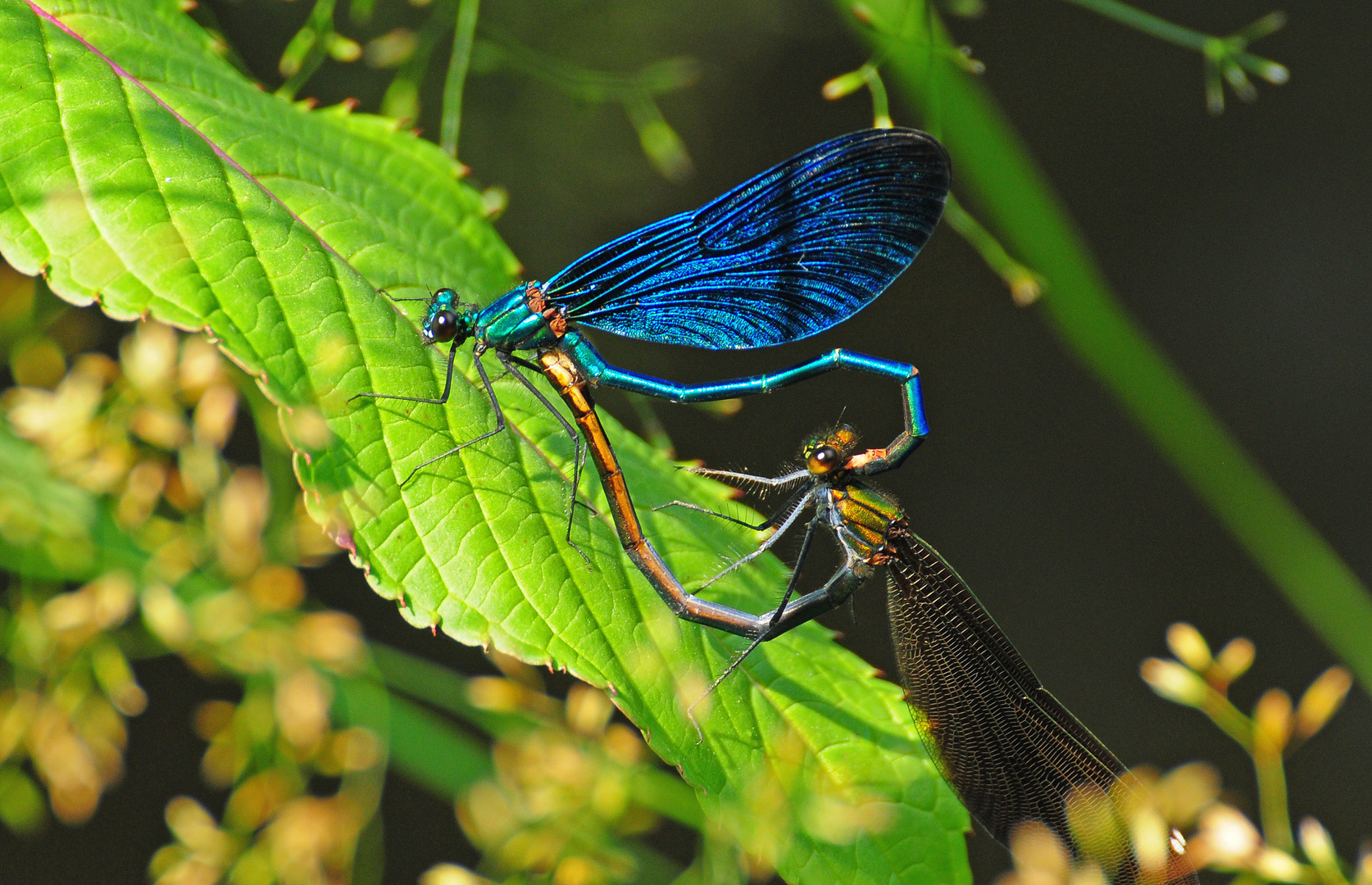 Liebe Foto & Bild | tiere, wildlife, wildlife: sonstige tiere Bilder ...