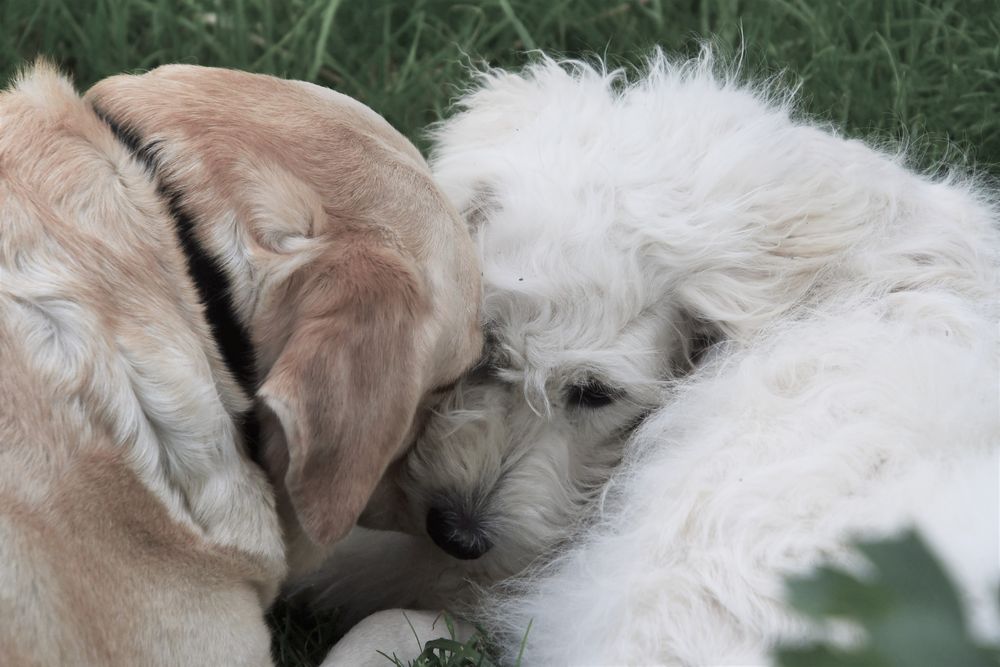 Liebe Foto & Bild | tiere, haustiere, tierfreundschaften Bilder auf ...