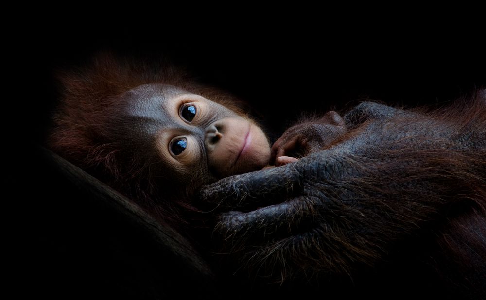 Liebe Foto & Bild | tiere, zoo, wildpark & falknerei, säugetiere Bilder ...