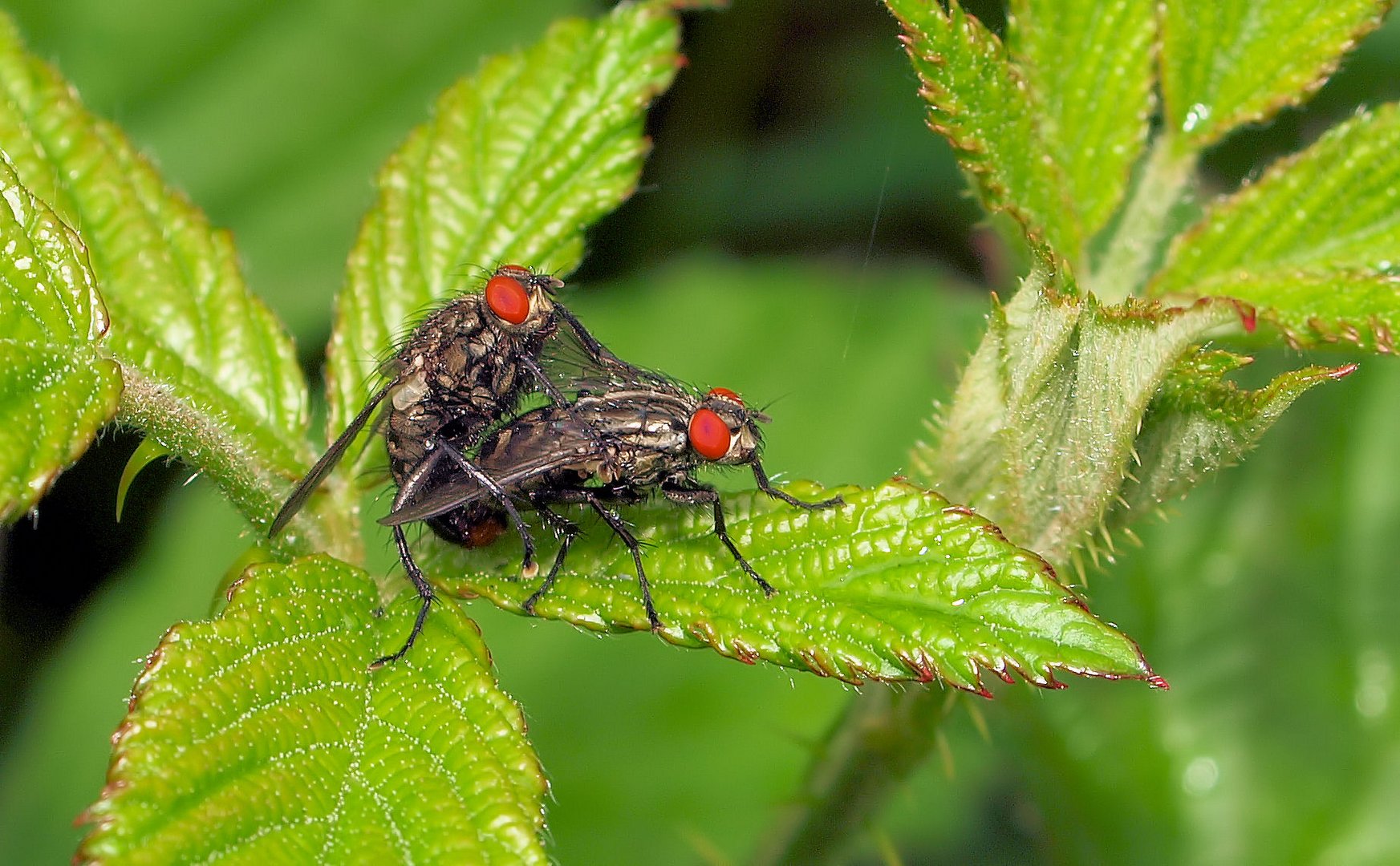 Liebe ist..... Foto & Bild | tiere, wildlife, insekten Bilder auf ...