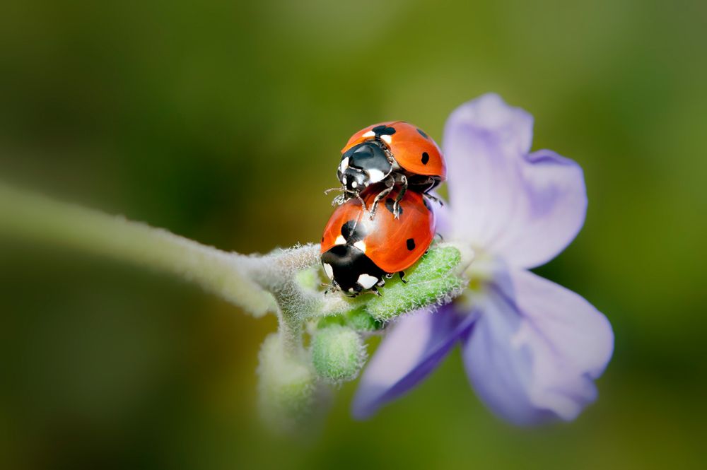 Liebe machen Foto & Bild | tiere, wildlife, insekten Bilder auf ...