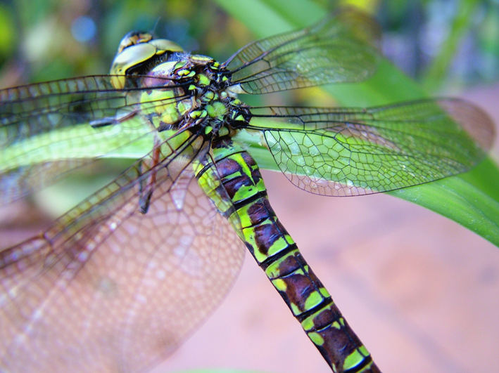 Liebelibelle Foto & Bild | tiere, wildlife, libellen Bilder auf ...