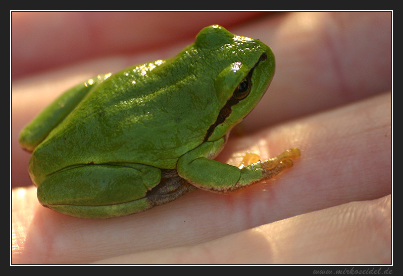 lieber 'nen Frosch in der Hand Foto & Bild | tiere, wildlife, amphibien ...