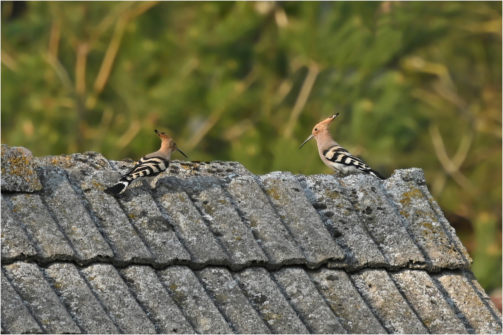 Lieber zwei Hopfe auf einem Dach ... Foto & Bild | tiere, wildlife ...