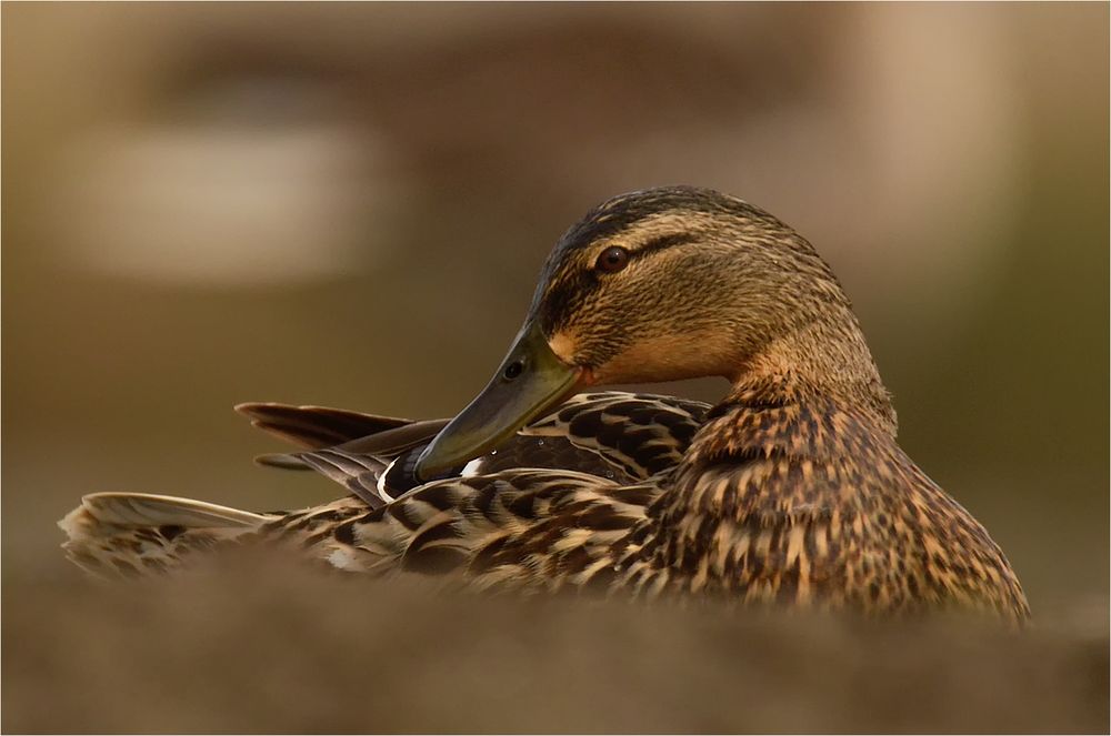 Lieblich! Foto & Bild | tiere, wildlife, wild lebende vögel Bilder auf ...