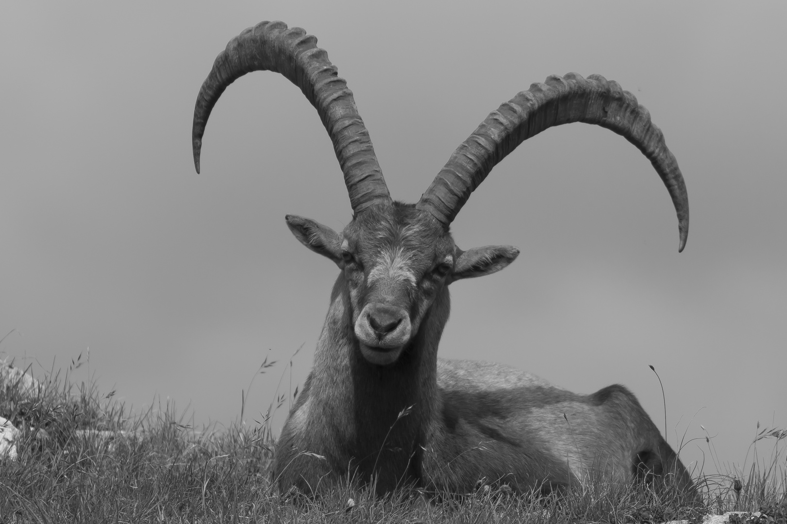 Lieblich Imposant Foto & Bild | tiere, monochrom, bearbeitungs - techniken Bilder auf fotocommunity