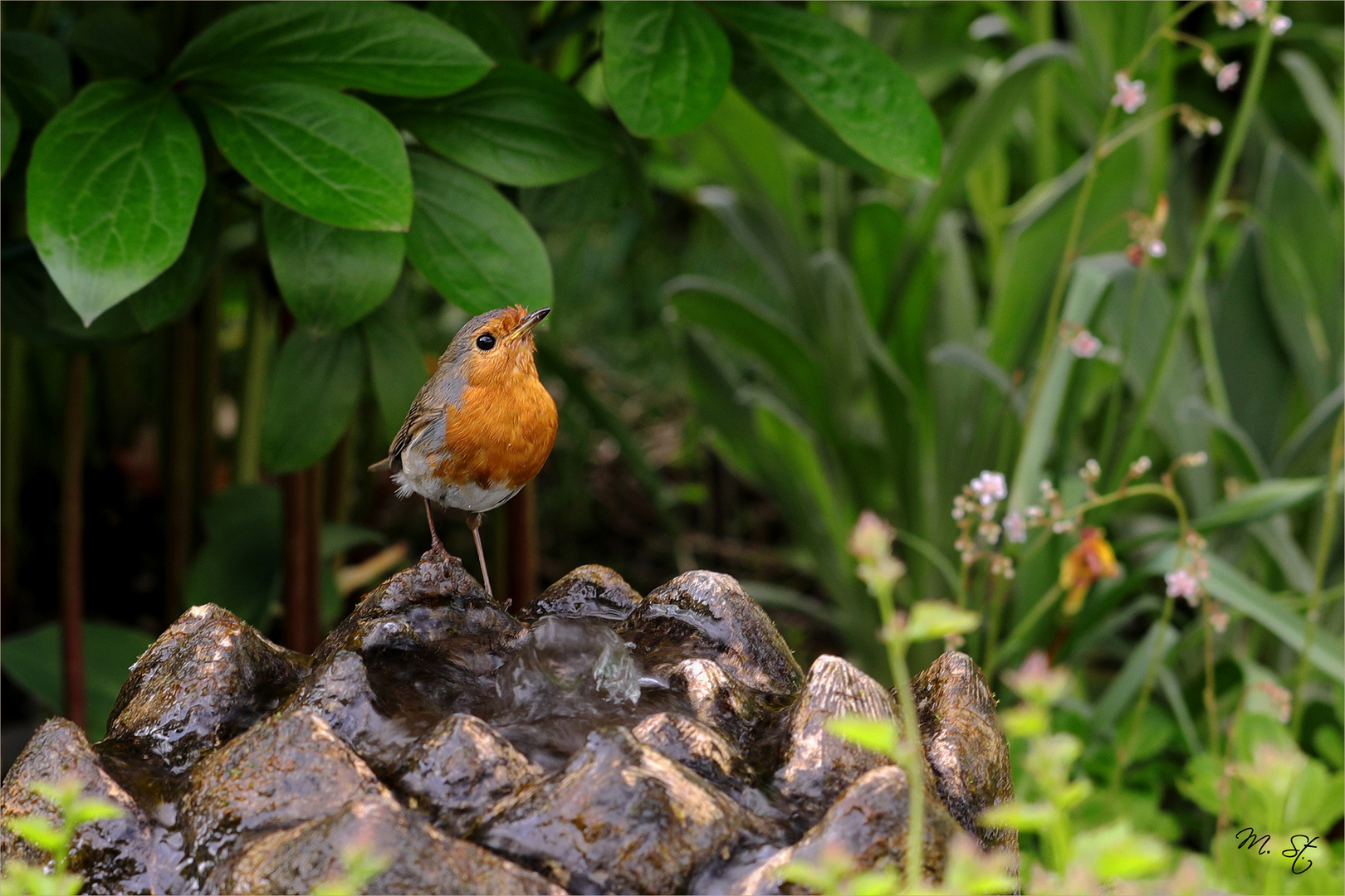 Liebling Foto & Bild | makro, natur, tiere Bilder auf fotocommunity