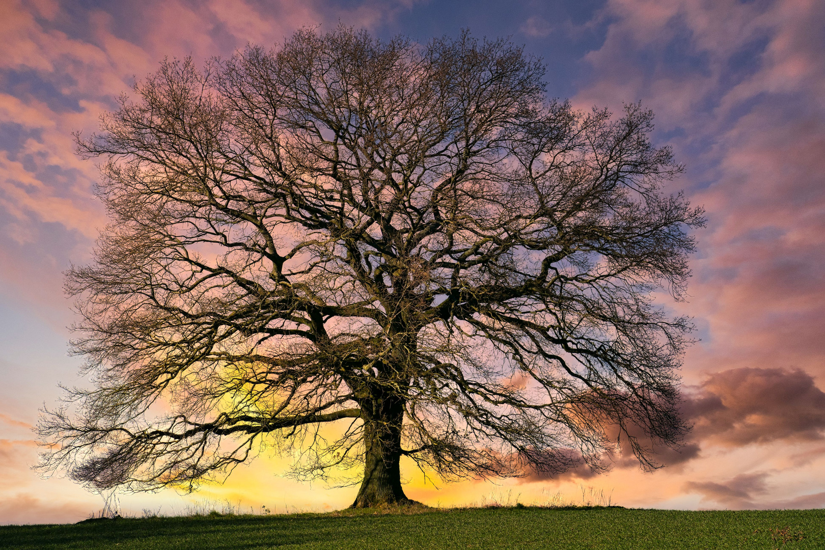 Lieblingsbaum Foto & Bild | pflanzen, pilze & flechten, bäume ...