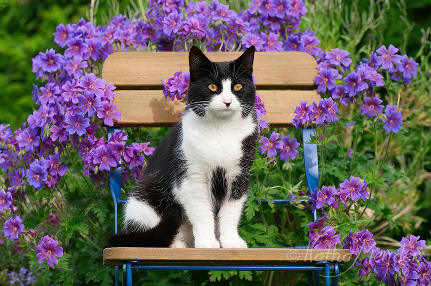 Lieblingsplatz Foto & Bild | tiere, haustiere, katzen Bilder auf fotocommunity