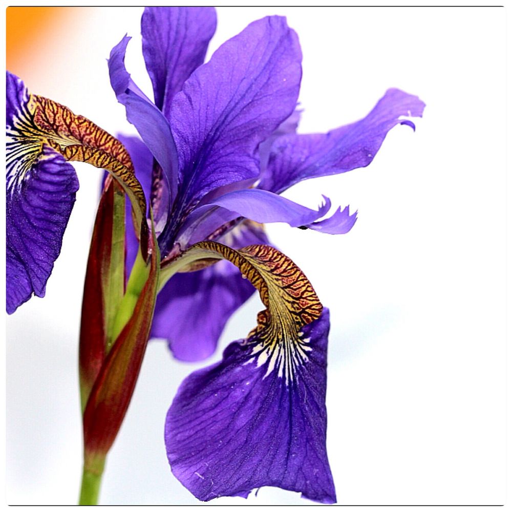 Lielie Foto & Bild | pflanzen, pilze & flechten, natur Bilder auf ...