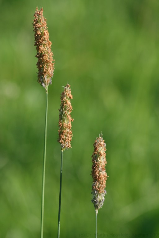 Lieschgras 1 2009 Foto & Bild | pflanzen, pilze & flechten, gräser ...