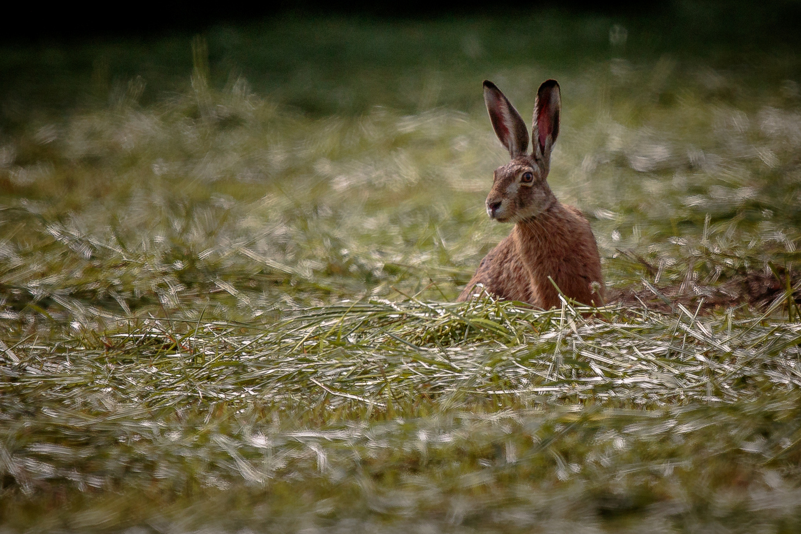 Lièvre, photo et image | animaux, animaux sauvages, lièvre Images ...