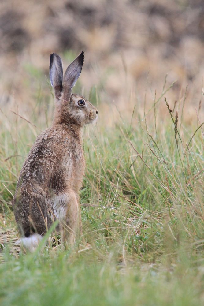 lievre 2 photo et image | animaux, nature Images fotocommunity