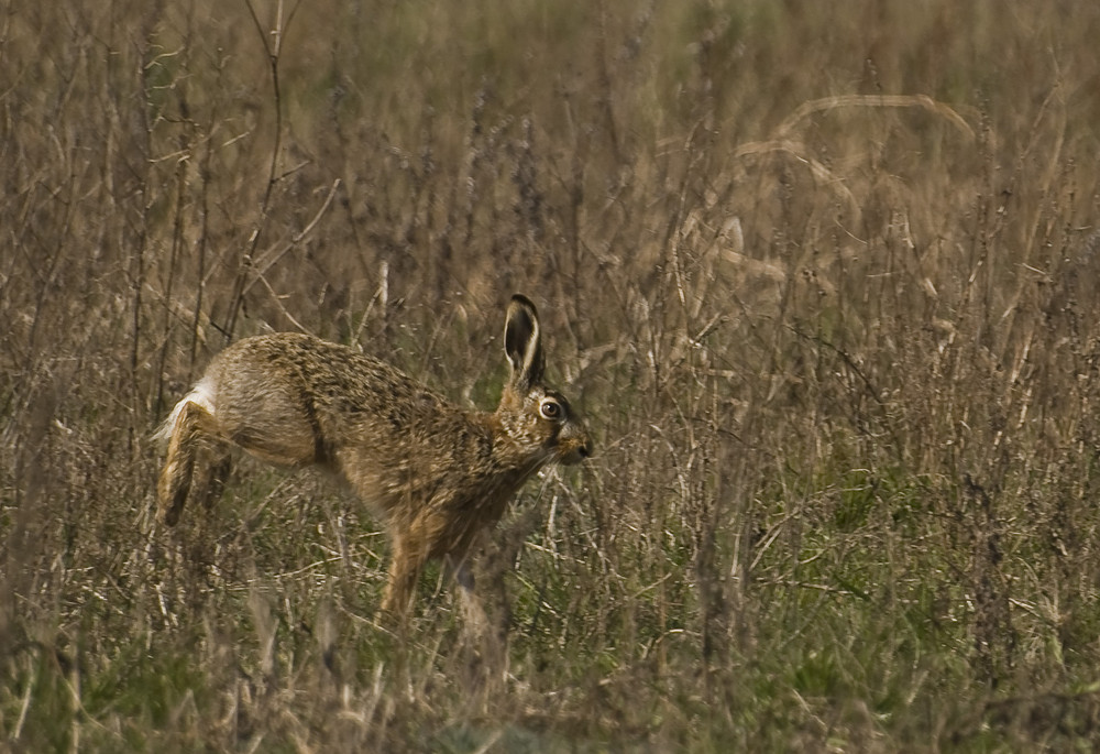 Lievre photo et image | animaux, animaux sauvages, bovidés à l'état ...