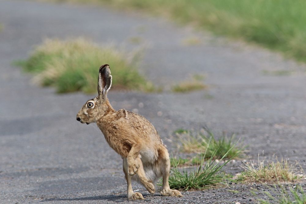 Lievre photo et image | animaux, animaux sauvages, cervidés sauvages ...