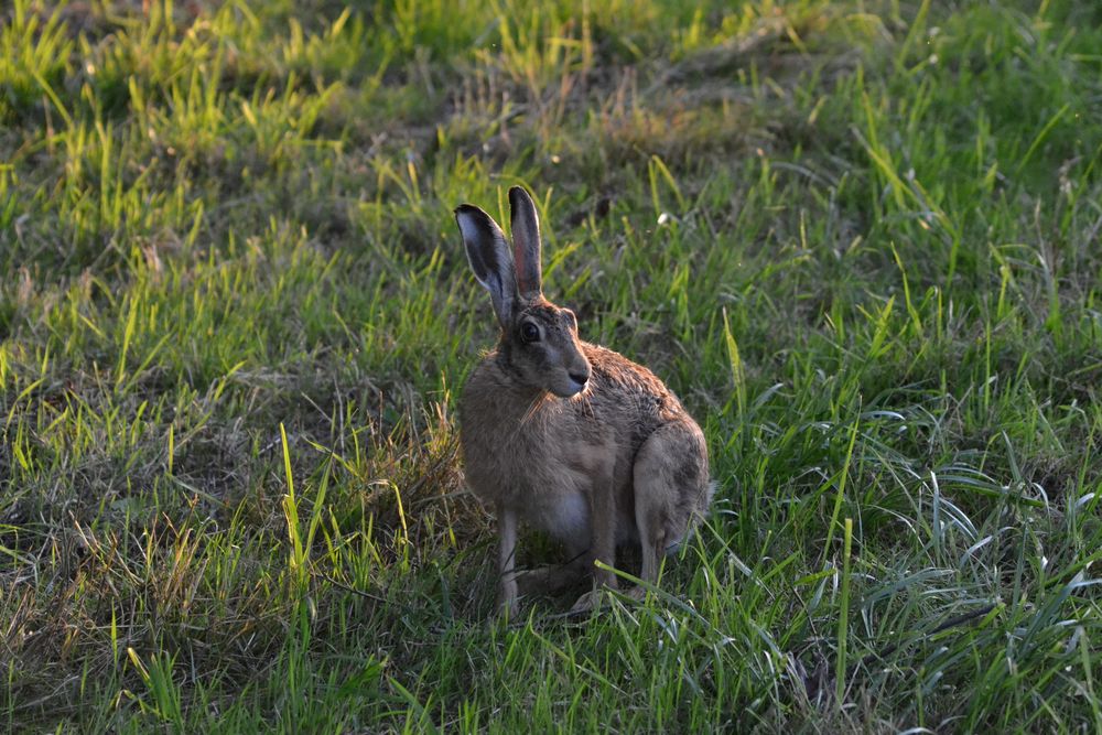 lièvre photo et image | animaux, animaux sauvages, lièvre Images ...