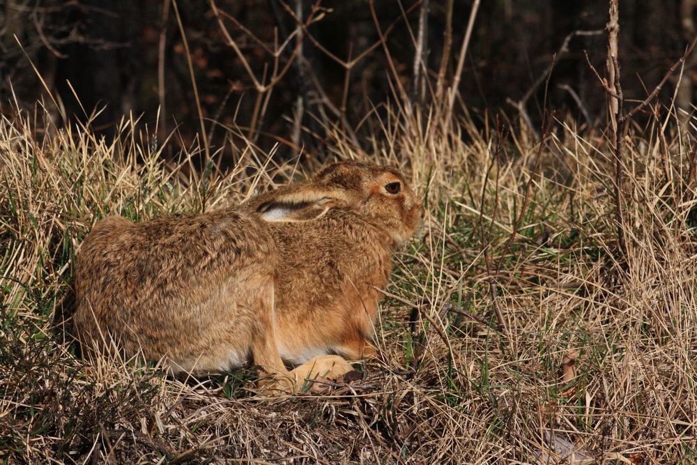 Lièvre photo et image | fotos, nature, portrait Images fotocommunity