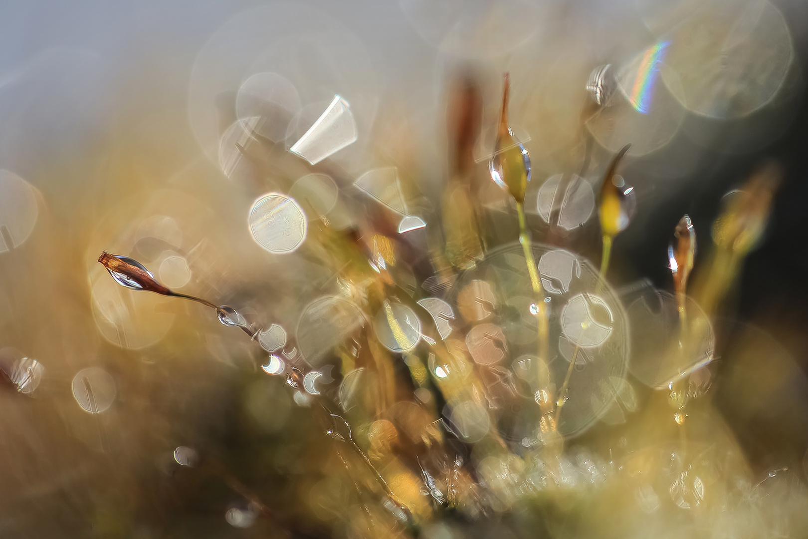 light°ful Foto & Bild | pflanzen, pilze & flechten, moose & farne ...