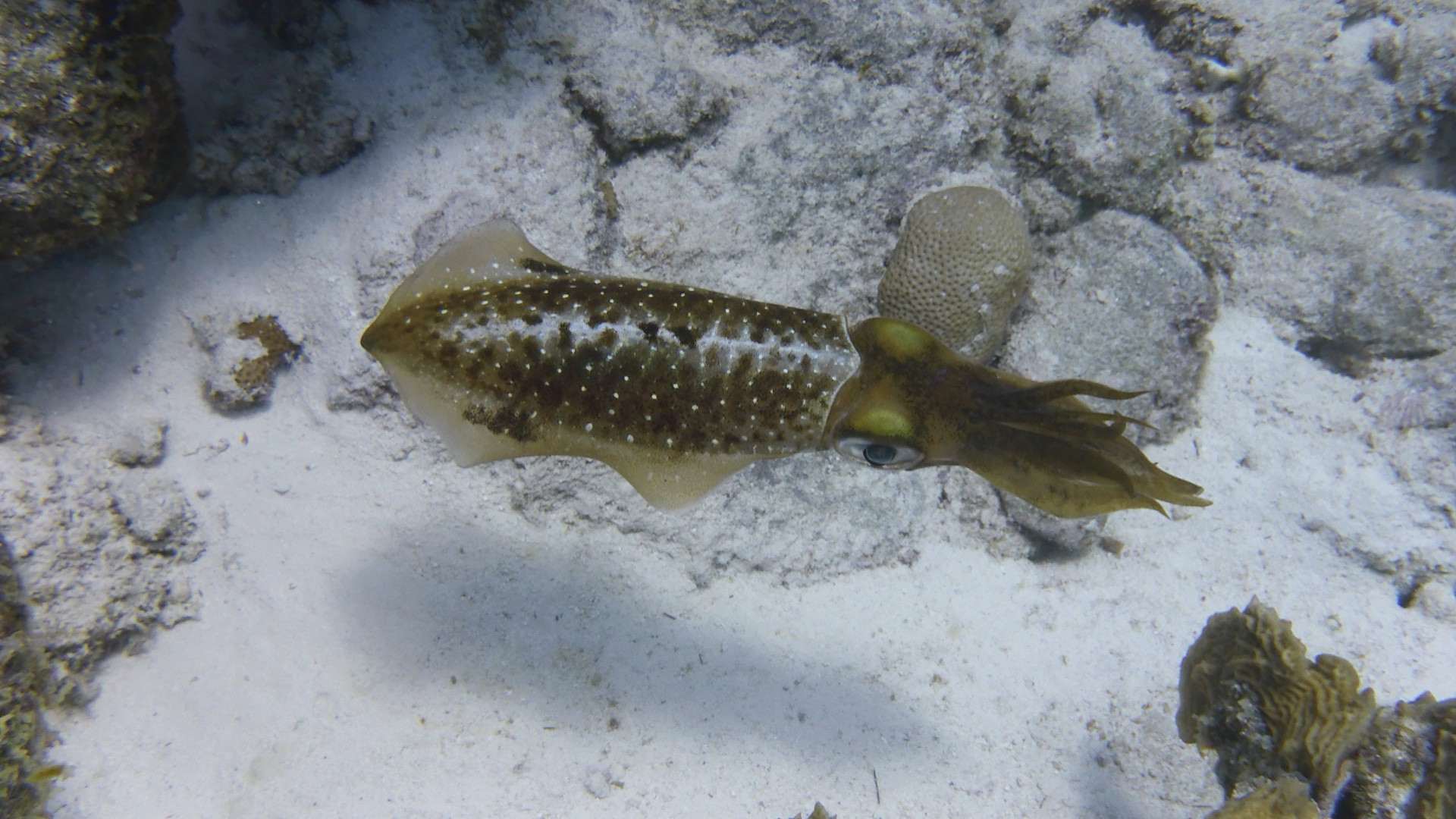 Like an Alien Foto & Bild | unterwasser Bilder auf fotocommunity