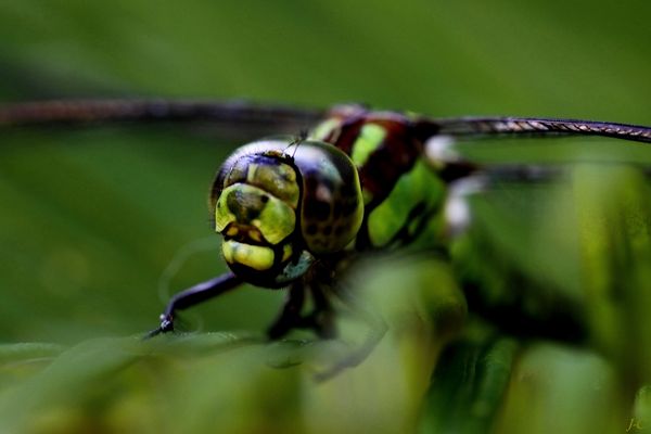 Libellules Images & Photos