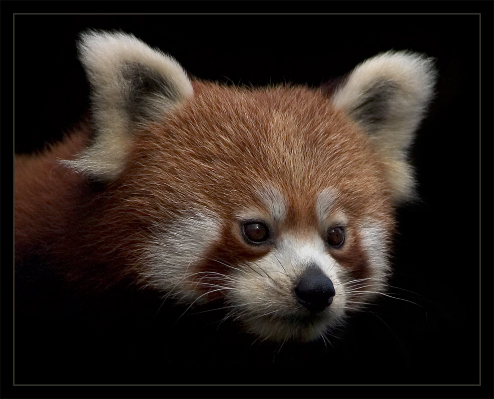 lil' Panda III Foto & Bild | tiere, zoo, wildpark & falknerei ...