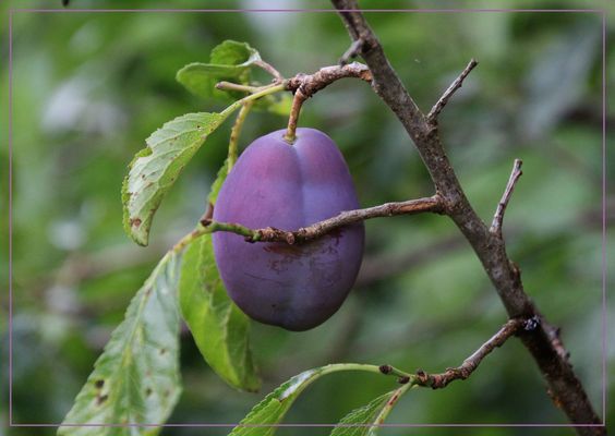 Obst & Gemüse Bilder & Fotos