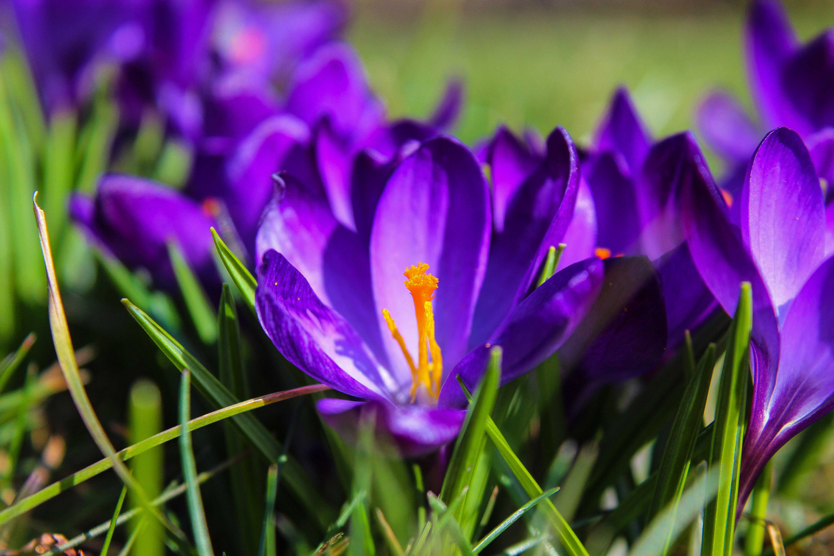 Lila Foto & Bild | pflanzen, pilze & flechten, blüten- & kleinpflanzen ...