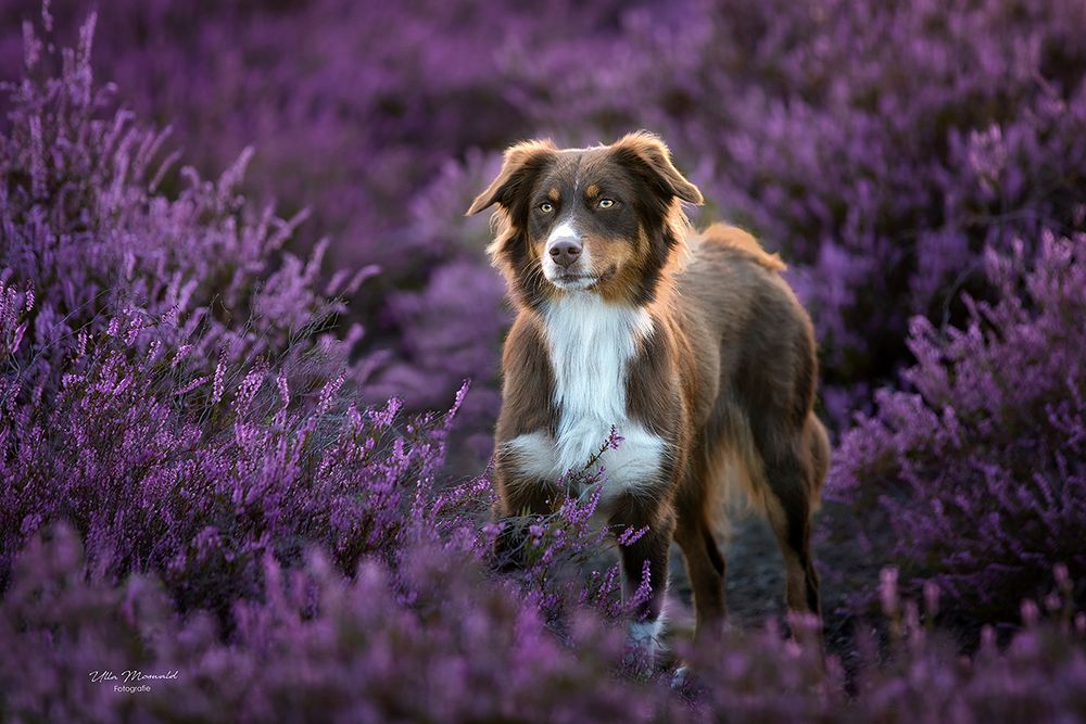 ...lila... Foto & Bild | outdoor, hunde, aussie Bilder auf fotocommunity