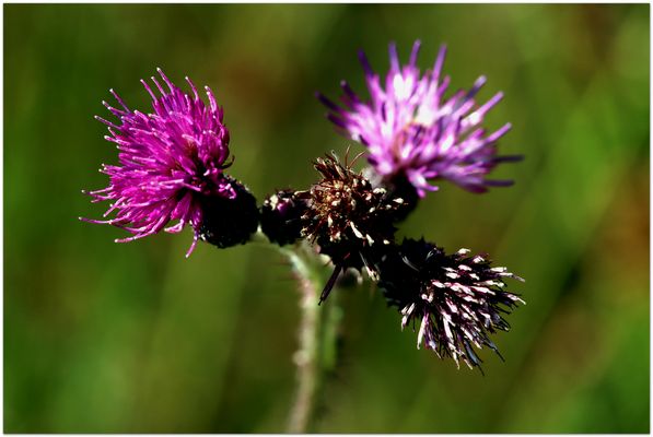 Disteln & Karden Bilder & Fotos