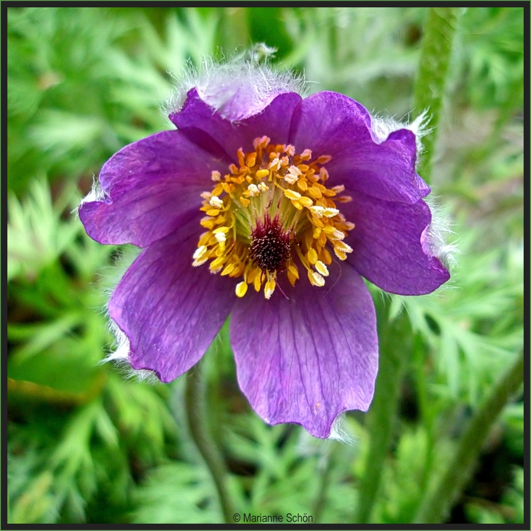 * LILA * Foto & Bild | makro, frühling, pflanzen Bilder auf fotocommunity