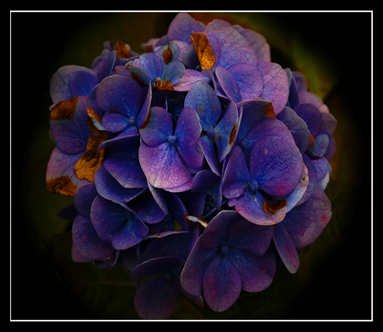 Lila Foto & Bild | abstraktes, natur-makros, fotokunst Bilder auf ...