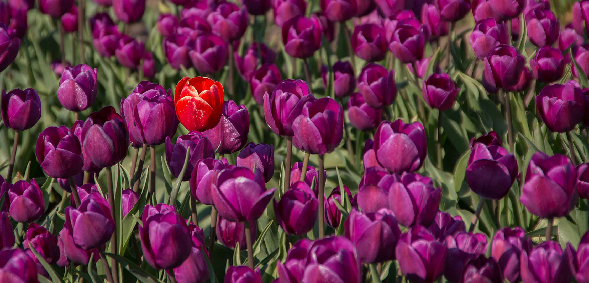 lila... Foto & Bild | natur, rot, lila Bilder auf fotocommunity