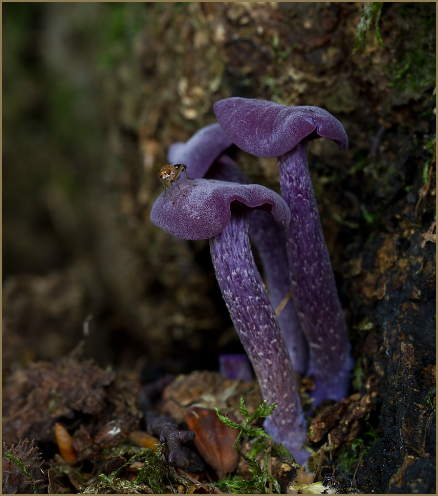 Lila... Foto & Bild | pflanzen, pilze & flechten, pilze & flechten ...